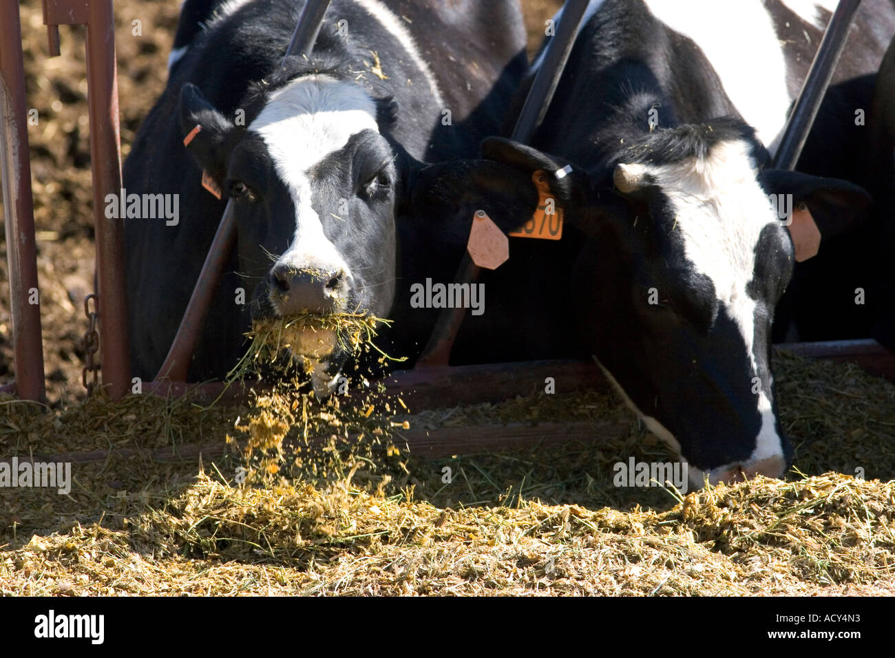 Holstein Dairy cows feeding, Idaho Stock Photo - Alamy