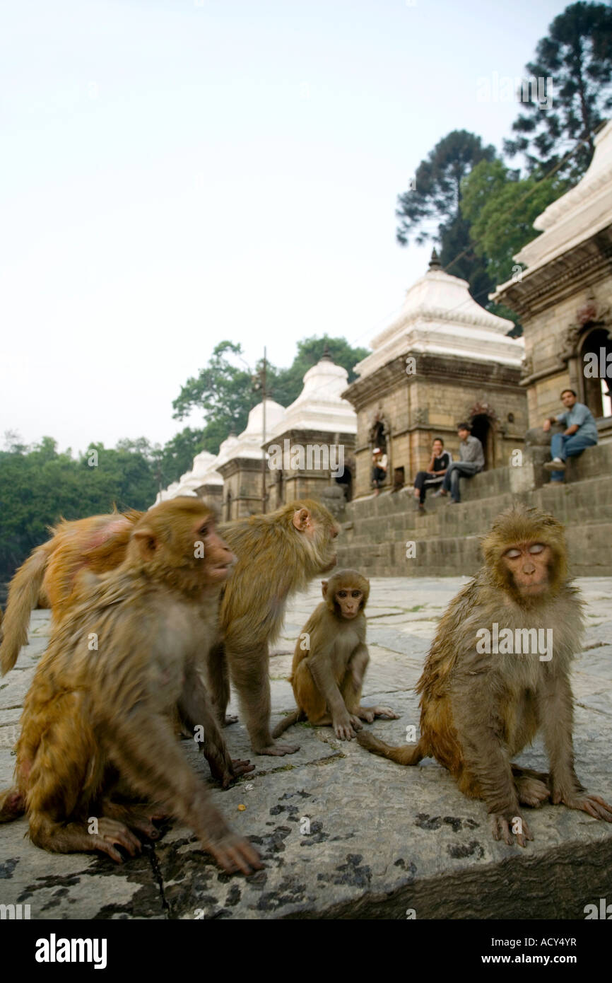 Monkeys pashupatinath temple kathmandu nepal hi-res stock photography ...
