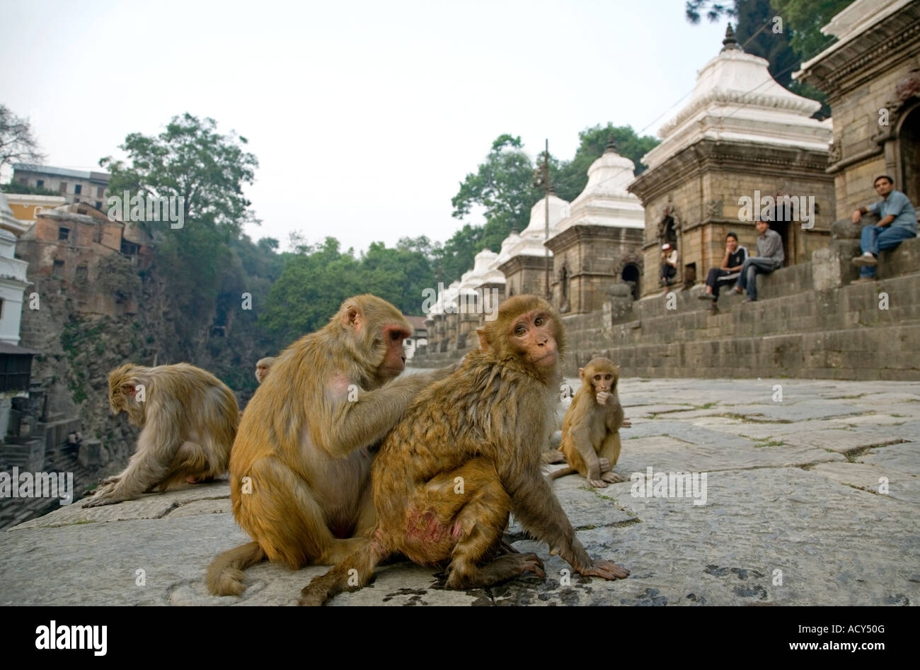 Monkeys at Pashupatinath Hindu Temple.Kathmandu Valley.Nepal Stock ...