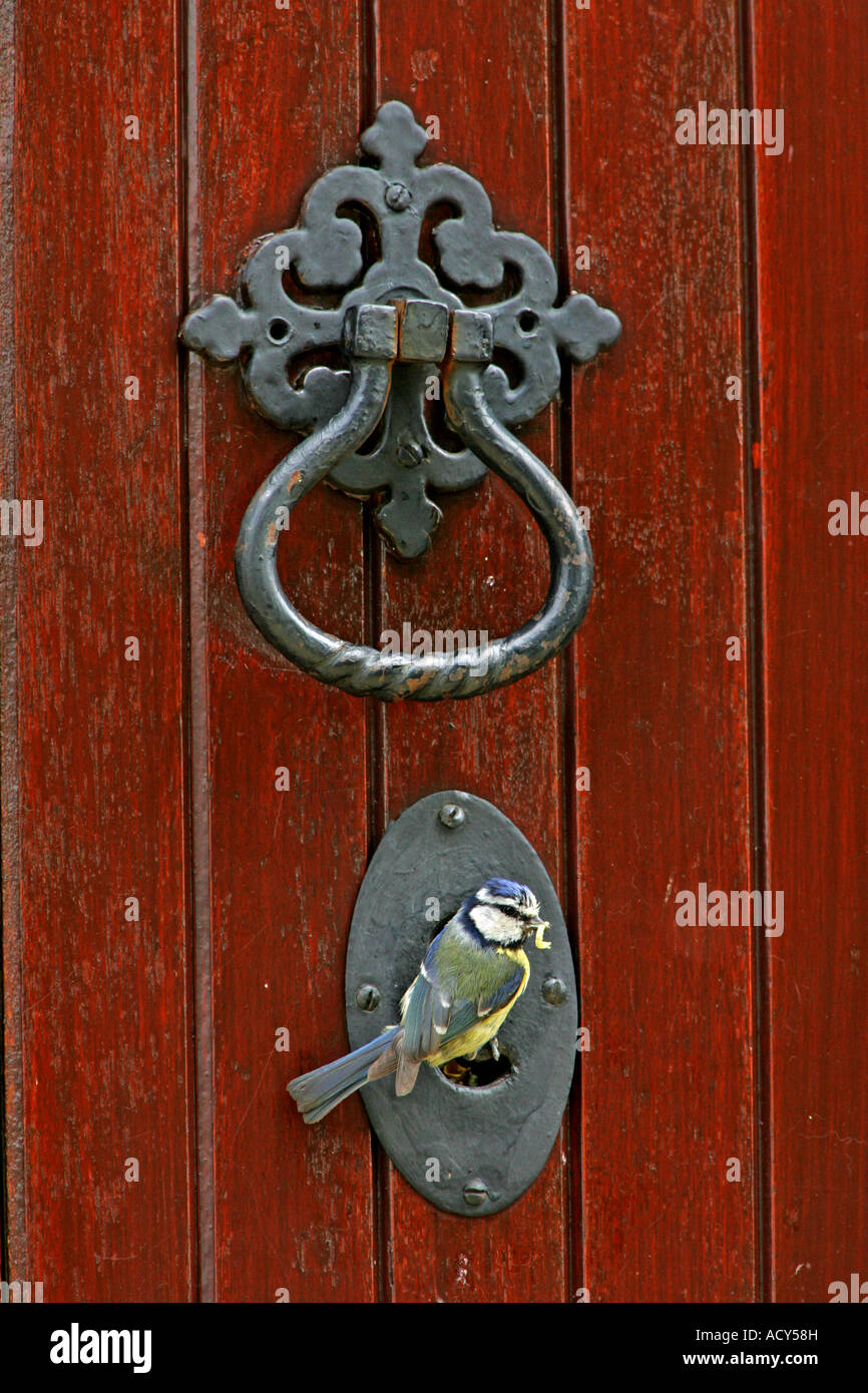 Blue tit makes a nest in an unusual location; in the ancient key hole ...