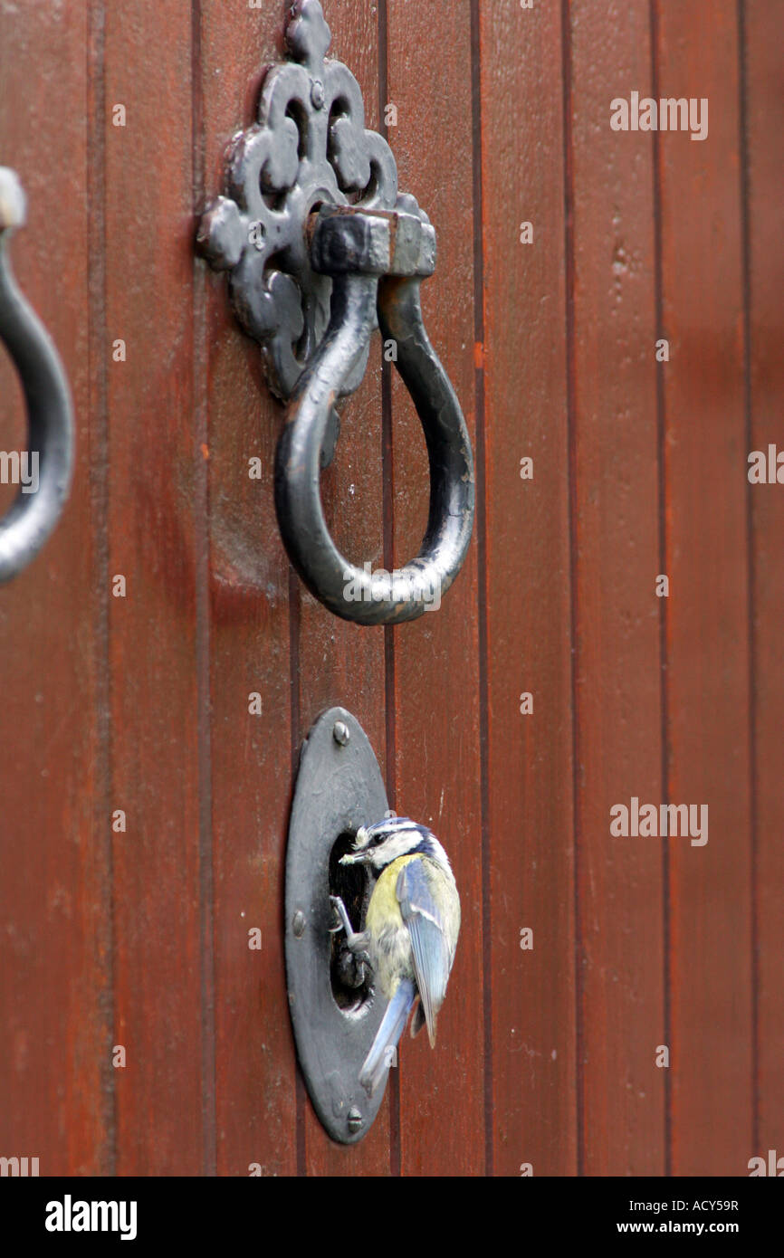 Blue tit makes a nest in an unusual location; in the ancient key hole ...