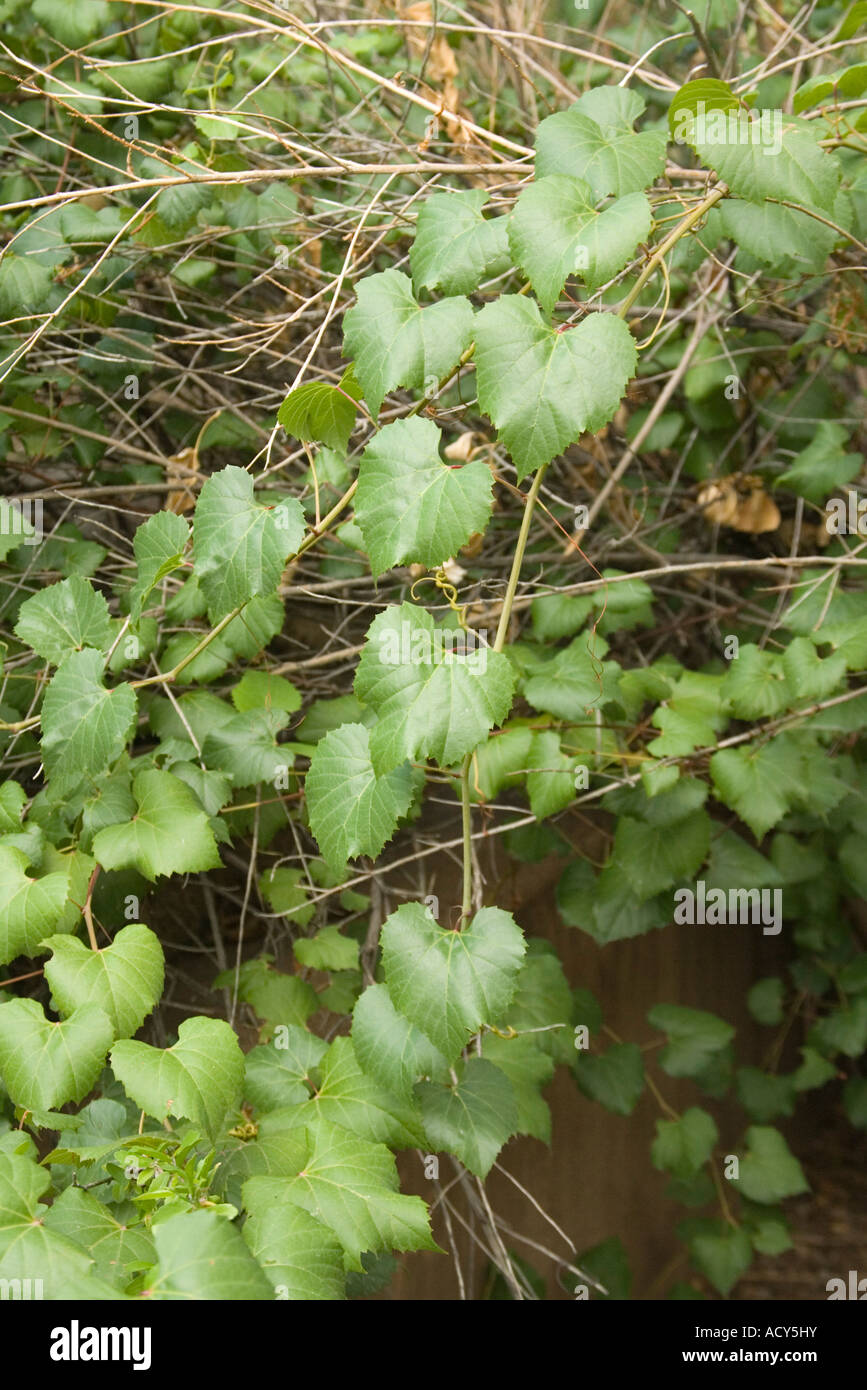 Arizona Canyon Grape Vitis arizonicus Tucson Arizona United States 29 ...