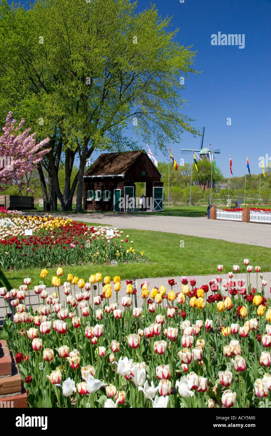 Windmill Island park with tulips in bloom at Holland, Michigan Stock ...