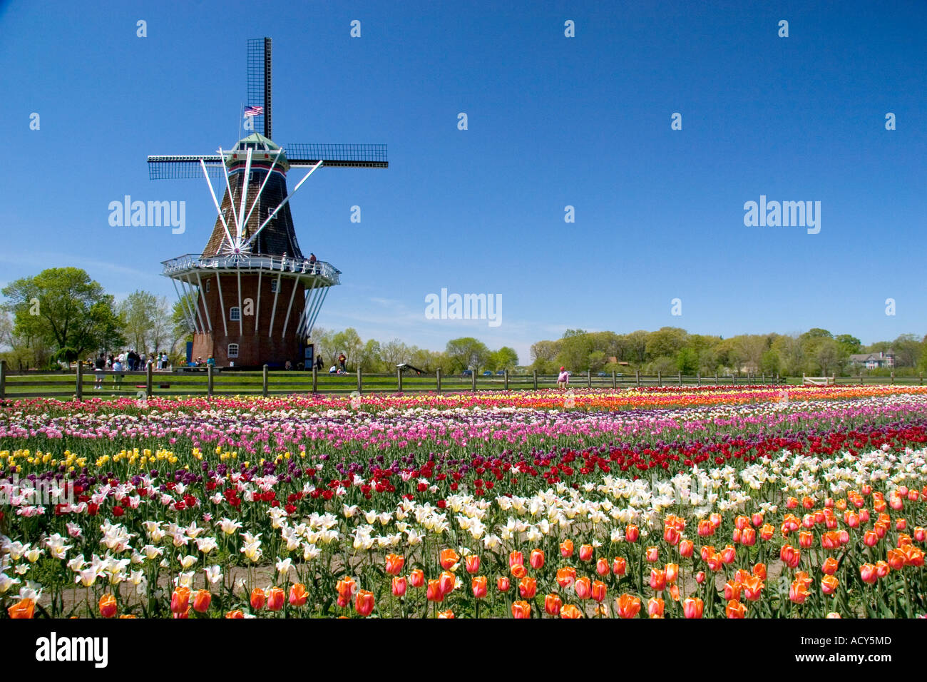 Windmill Island park with tulips in bloom at Holland, Michigan Stock ...
