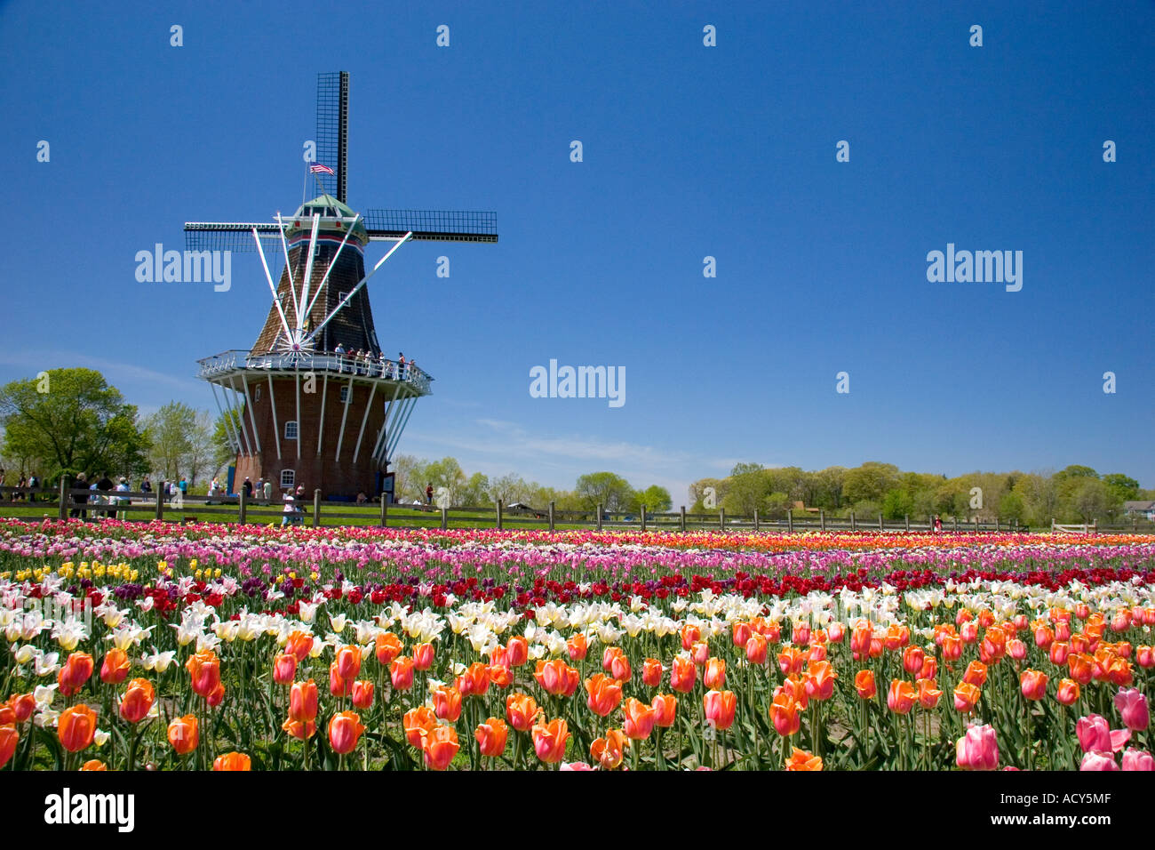 Windmill Island park with tulips in bloom at Holland, Michigan Stock ...