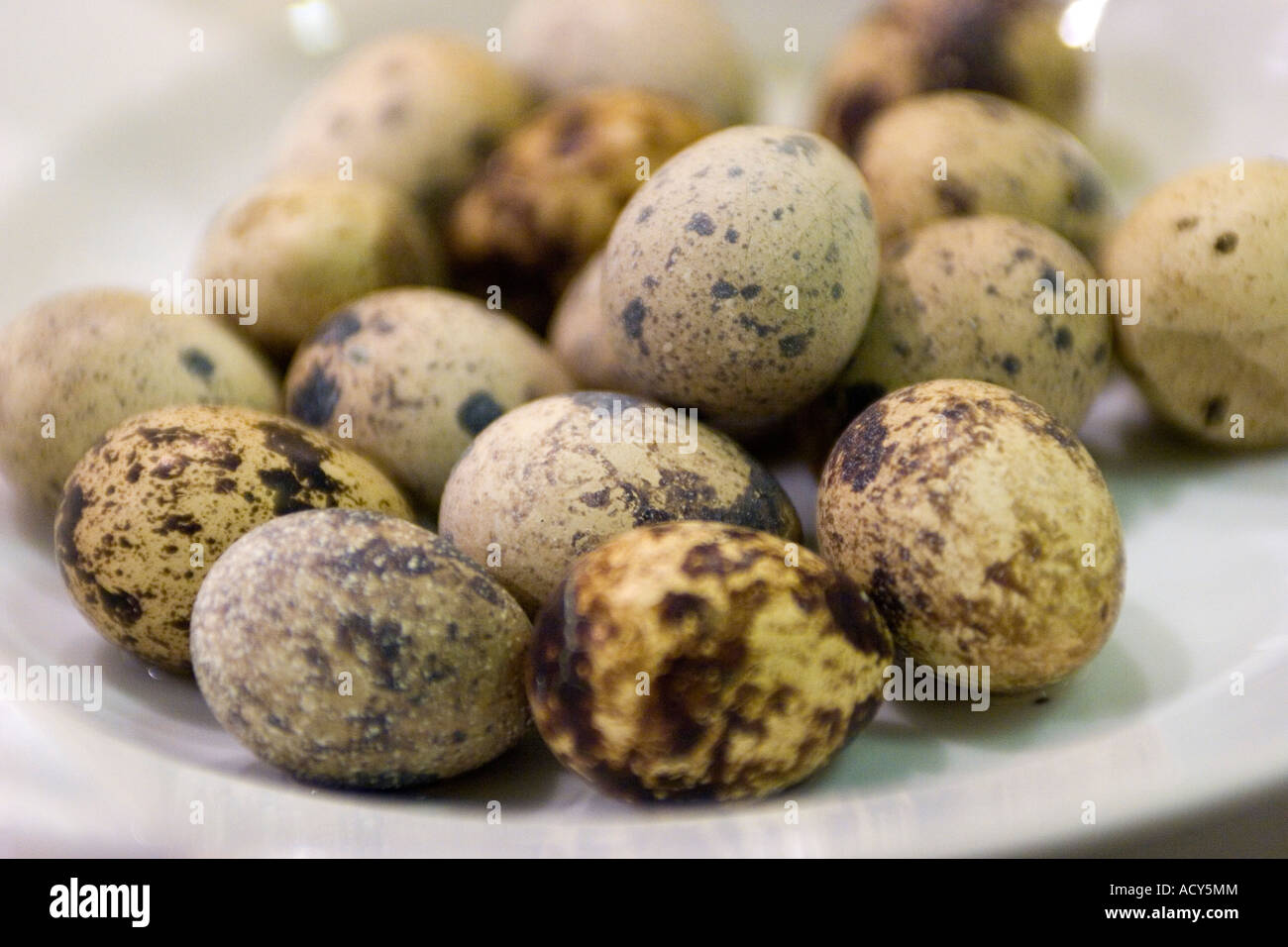 some quail eggs in the shell sit on a white plate Stock Photo - Alamy
