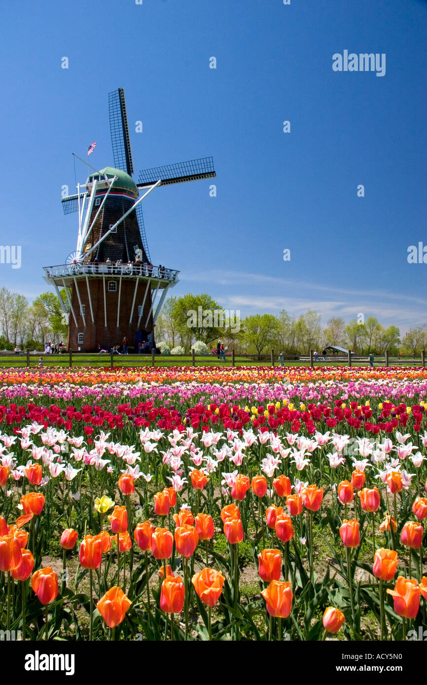 Windmill Island park with tulips in bloom at Holland, Michigan Stock ...