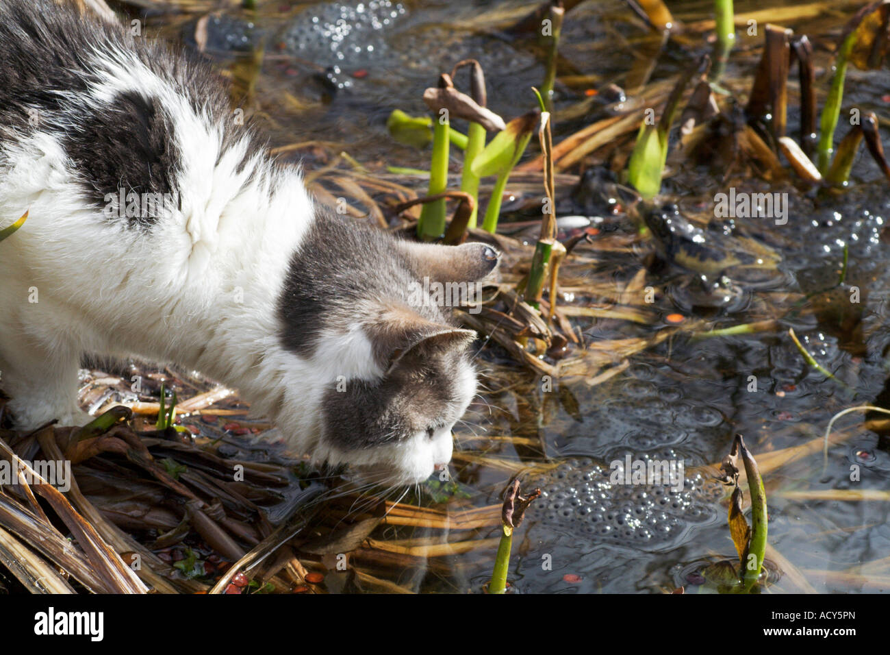 Hunting cat series 1 Stock Photo - Alamy