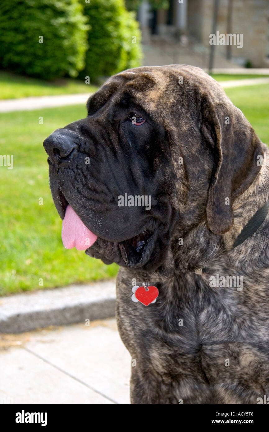 Mastif Dog High Resolution Stock Photography and Images - Alamy