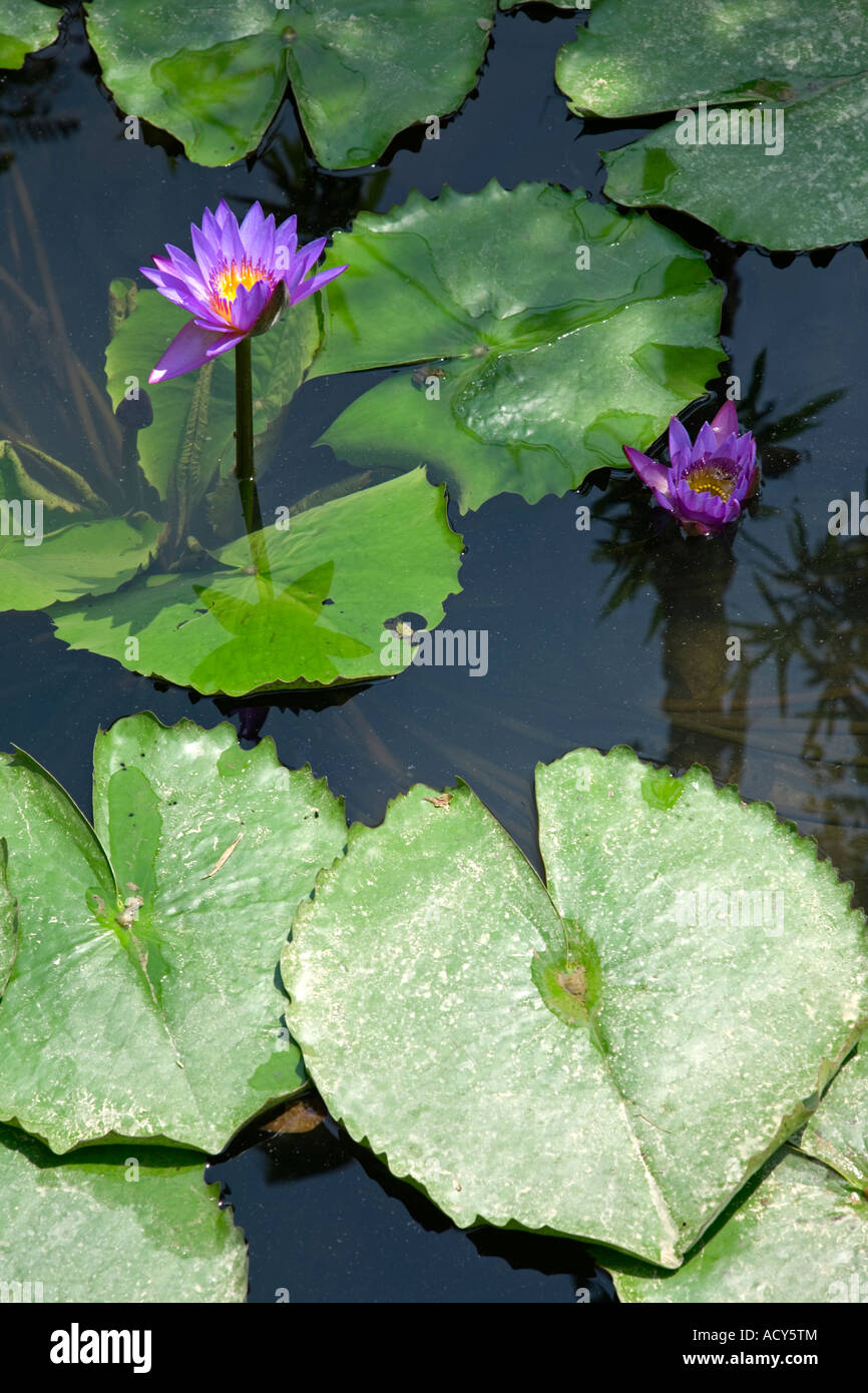 Lumbini lotus garden hi-res stock photography and images - Alamy