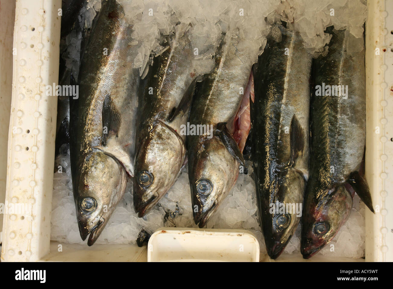 Box of freshly landed Coalie or Coalfish at the port of Peterhead Fish ...