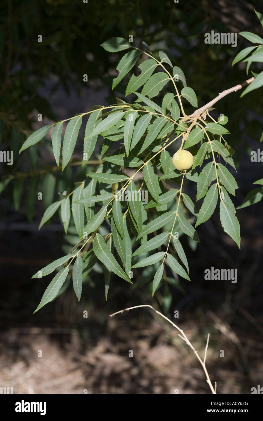 Arizona Walnut Juglans major Tucson Arizona United States 8 June ...