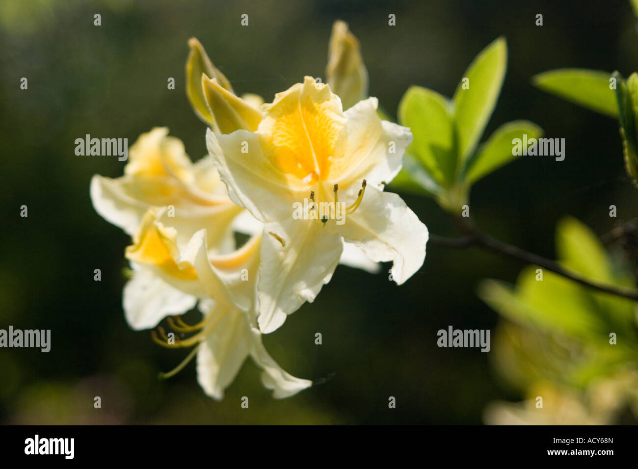 Yellow white flower flowers hi-res stock photography and images - Alamy