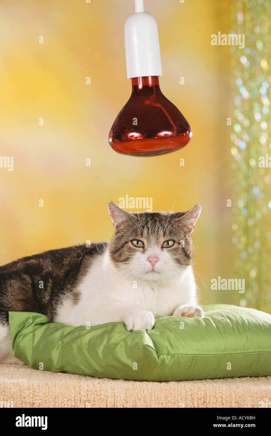 Cat under the lamp hi-res stock photography and images - Alamy