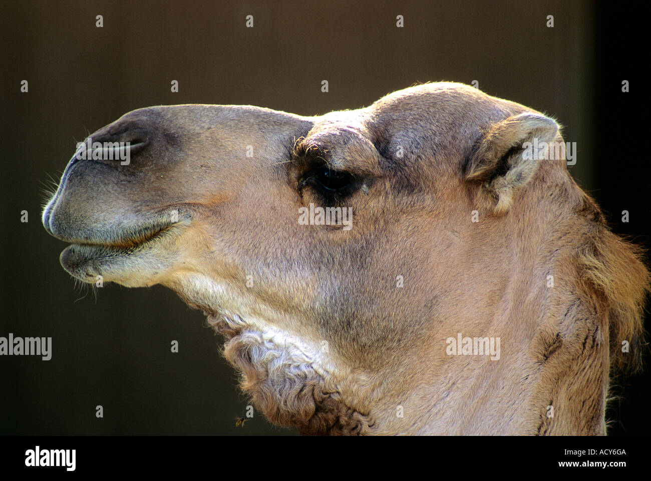 Side view of a Camel Stock Photo - Alamy