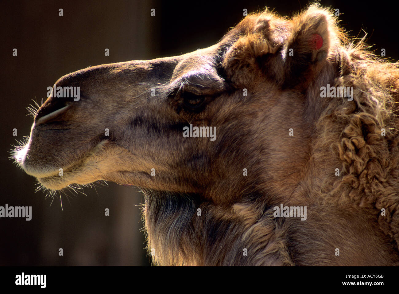 Side view of a Camel Stock Photo - Alamy