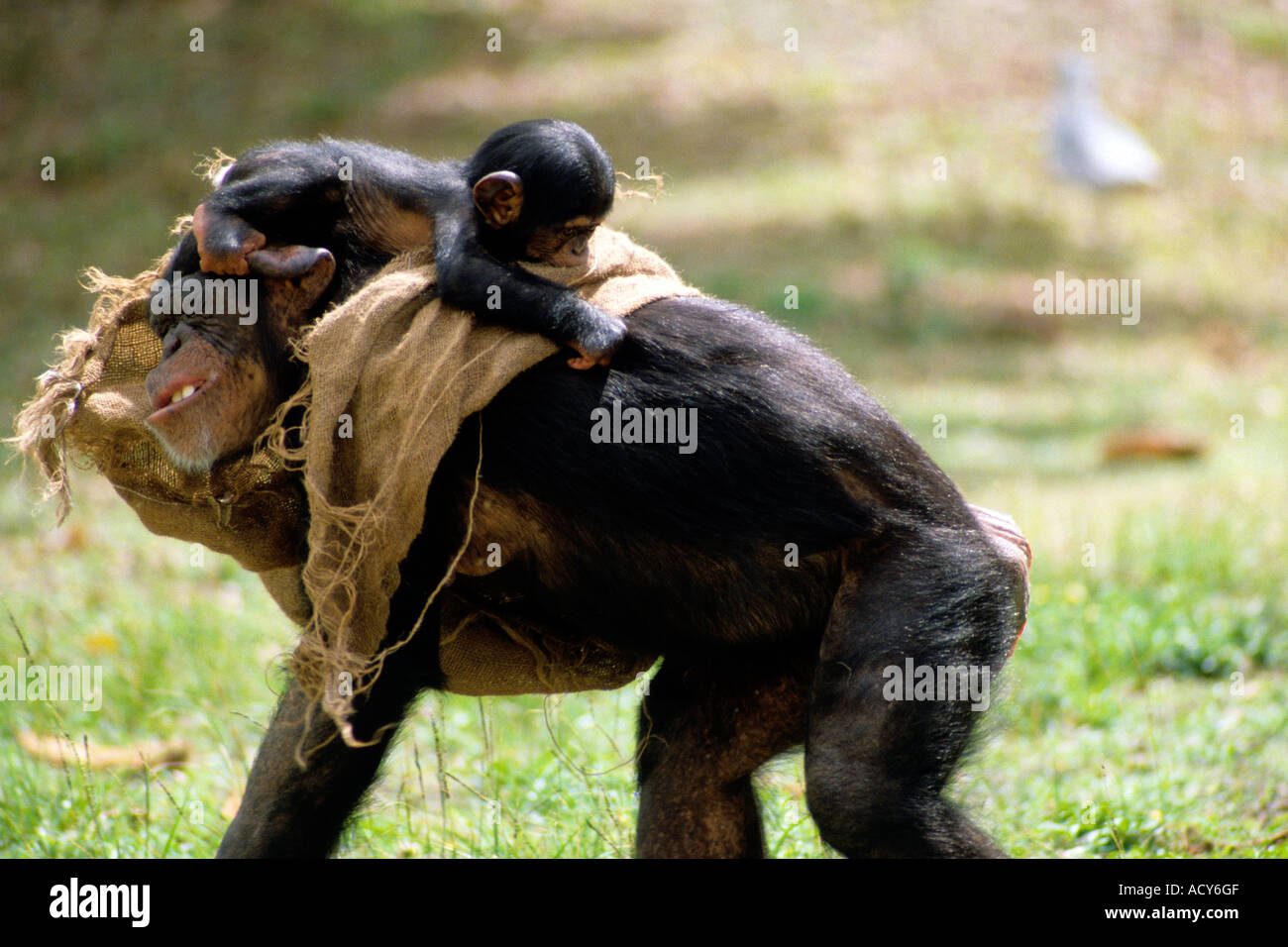 A chimpanzee with a baby on it's back Stock Photo - Alamy