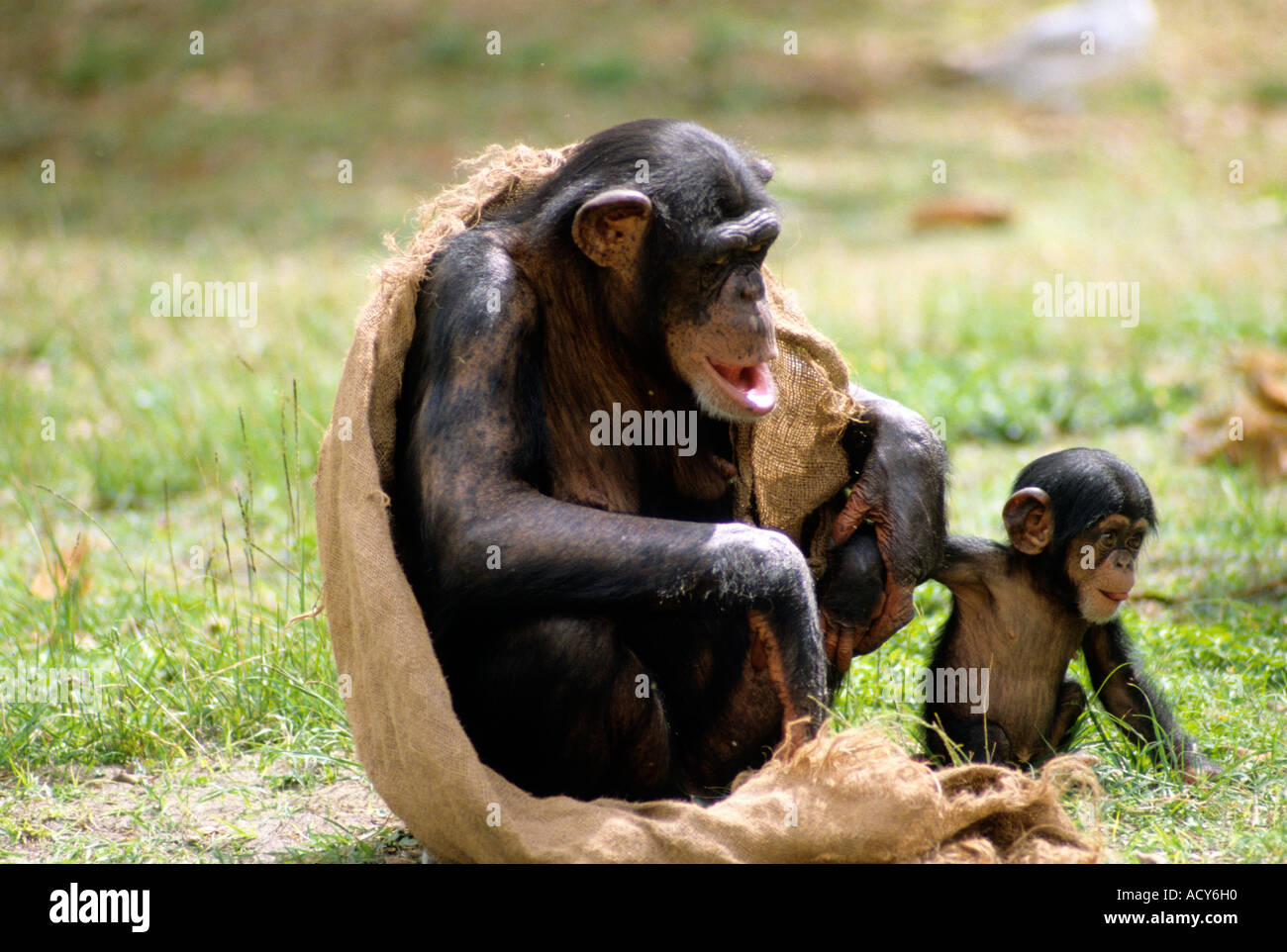 A chimpanzee with a baby on it's back Stock Photo - Alamy