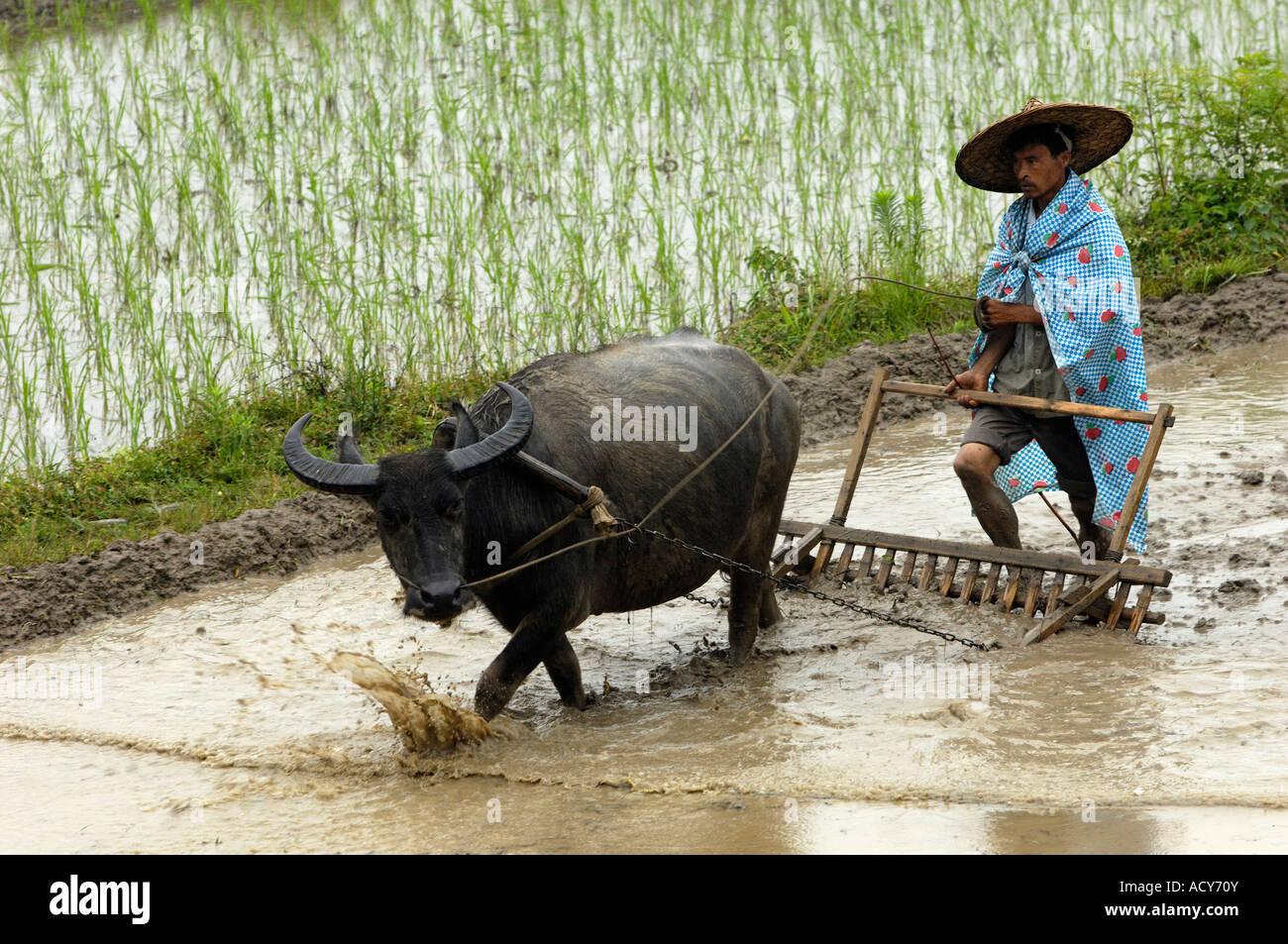 A farmer ploughs on a paddy field in a traditional way with help of a ...