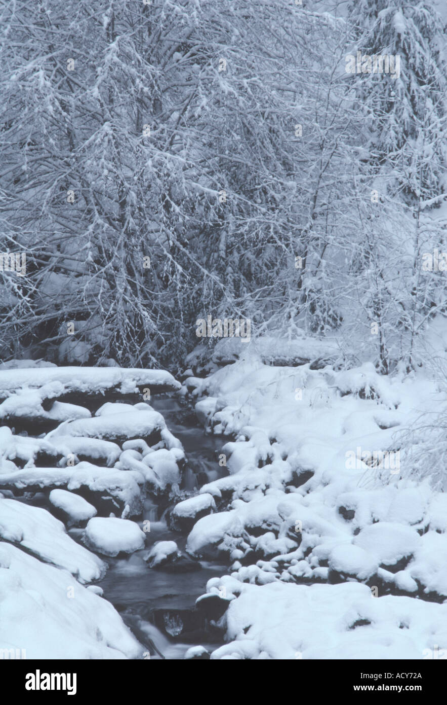 Winter snow covered trees and small creek Willamette National Forest ...