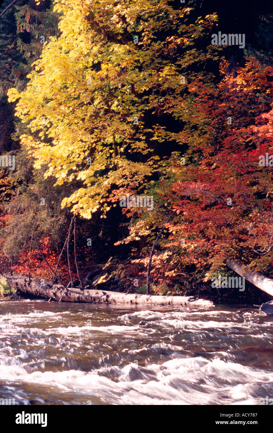 Fall foliage along the south fork hi-res stock photography and images ...
