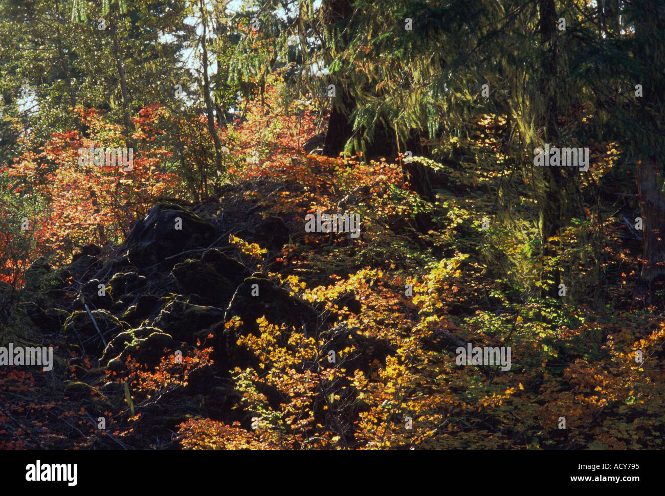 Autumn Colour Vine Maple Acer circinatum in McKenzie Lave Flow McKenzie ...