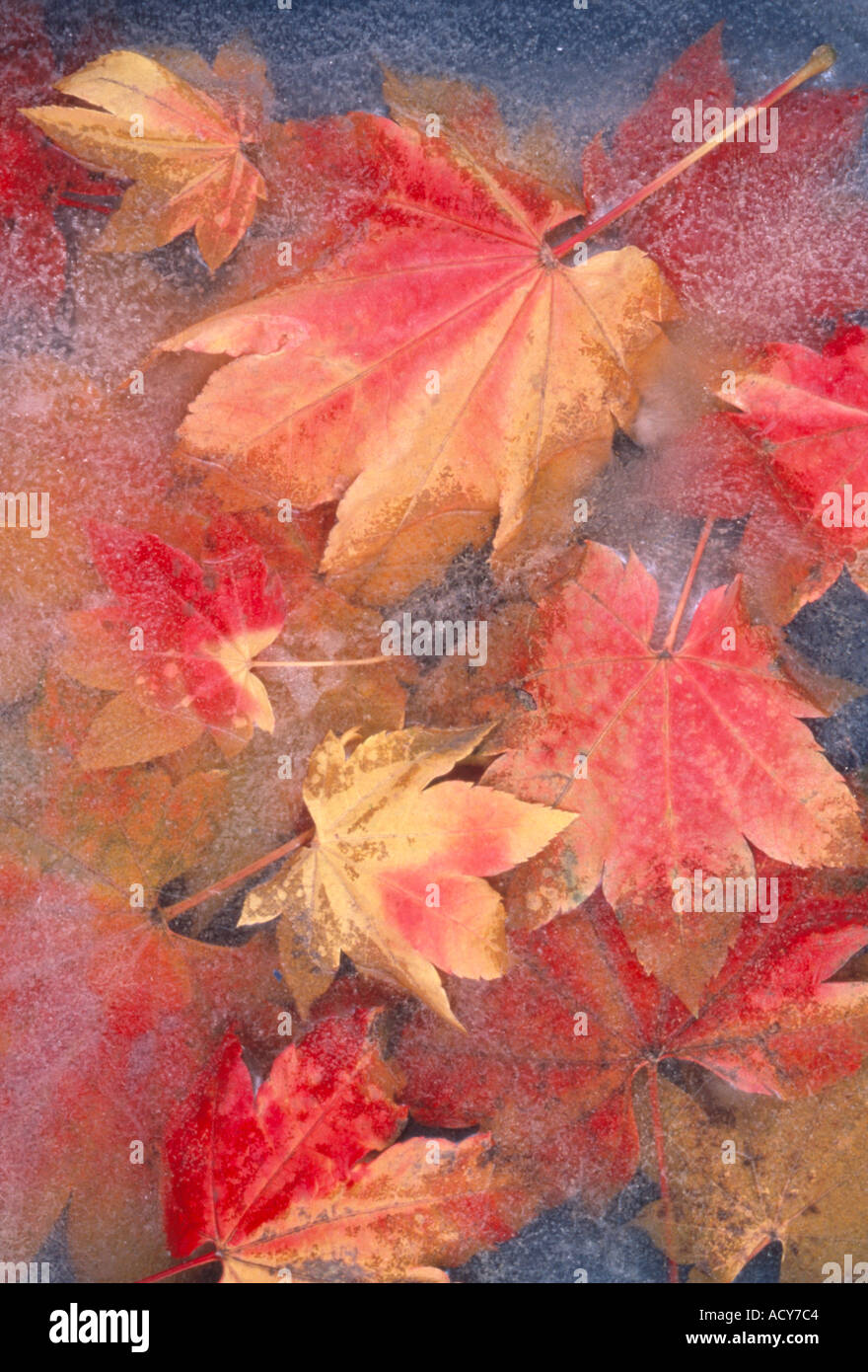 Autumn Winter colour Vine Maple Acer circinatum leaves frozen in ice ...