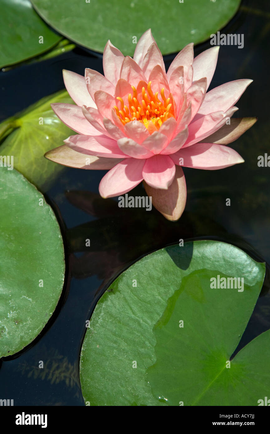 Lumbini thai temple nepal hi-res stock photography and images - Alamy