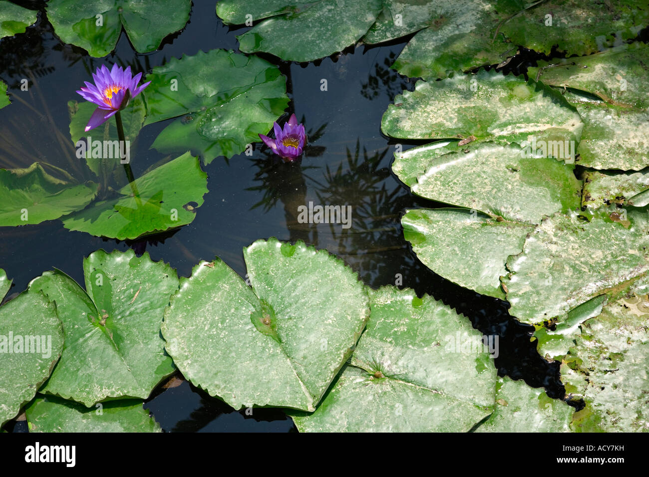 Lotus flower. Thai Buddhist monastery. Lumbini. Nepal Stock Photo - Alamy