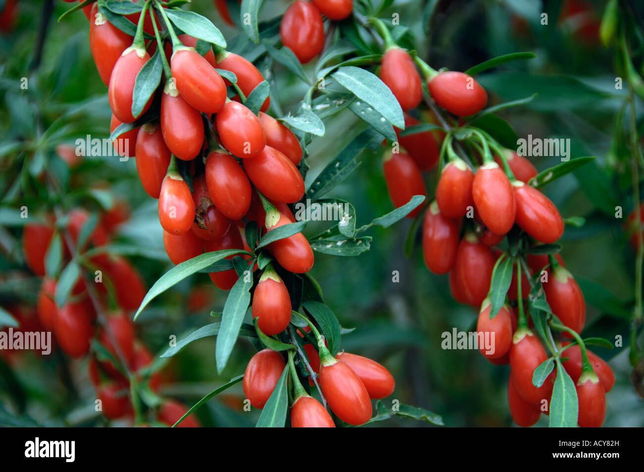 Chinese wolfberry hi-res stock photography and images - Alamy