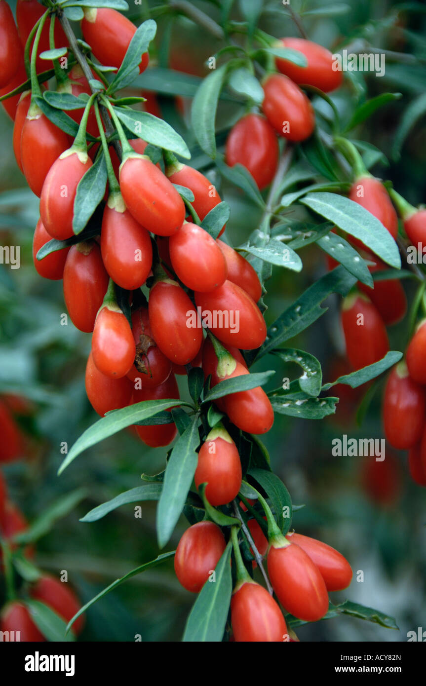 Chinese Goji Berries Stock Photo - Alamy