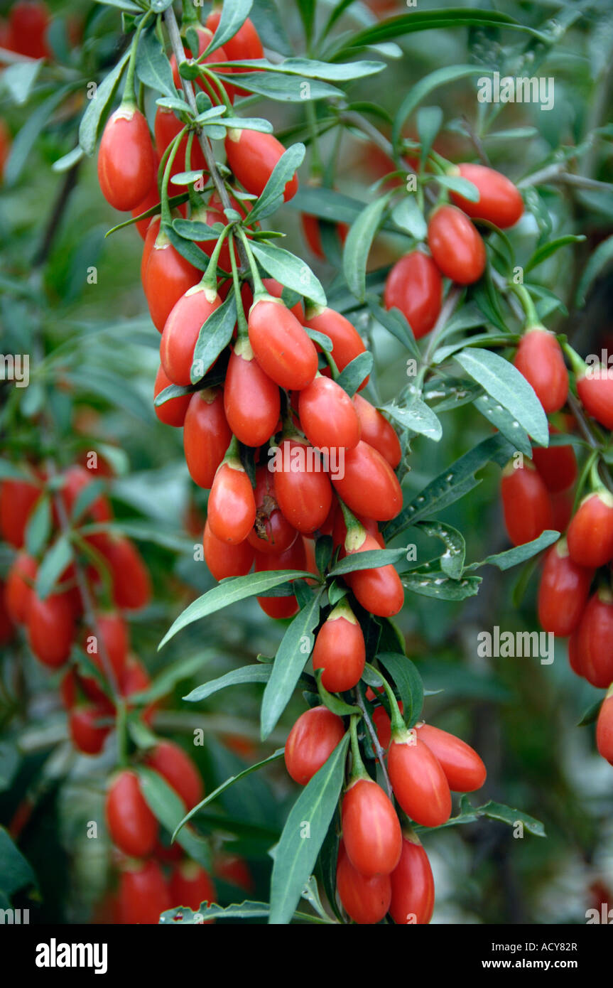Vertical berries hi-res stock photography and images - Alamy
