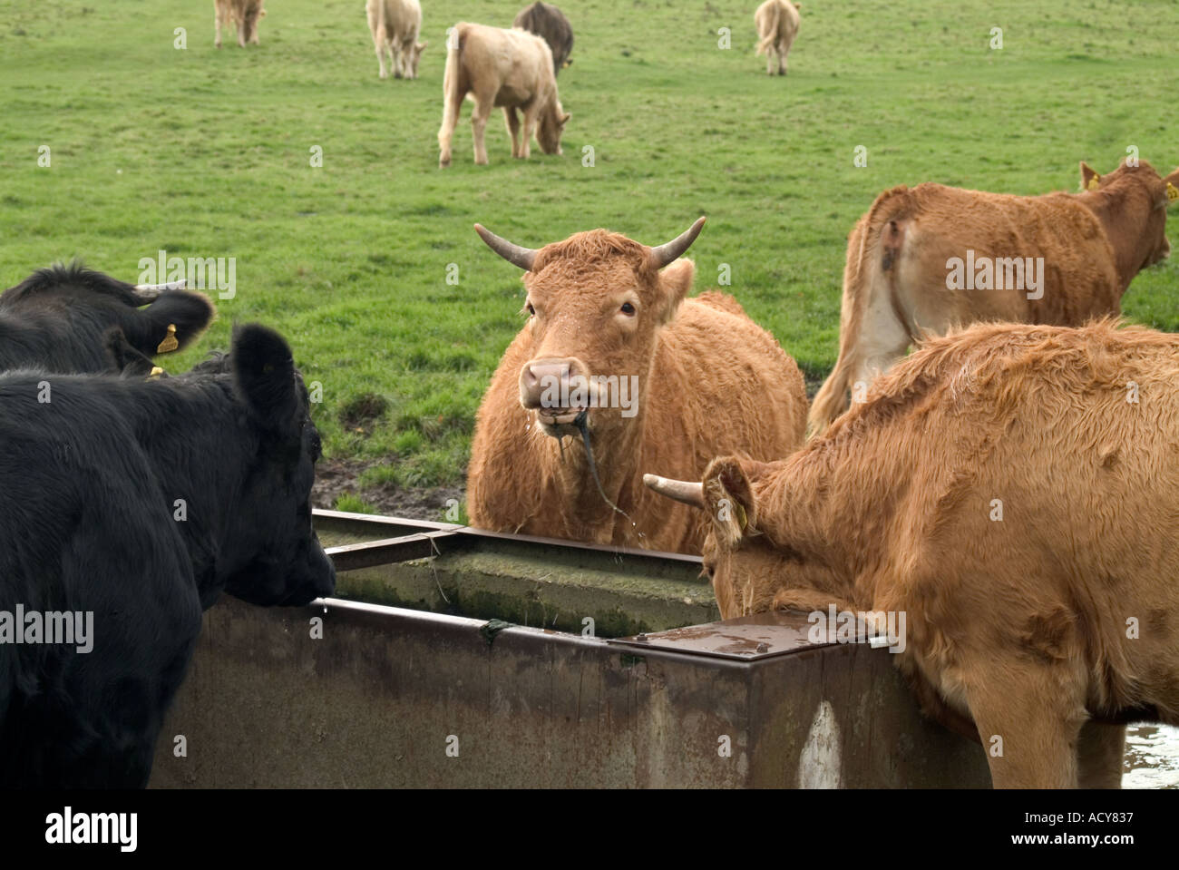 cows drinking water Stock Photo - Alamy