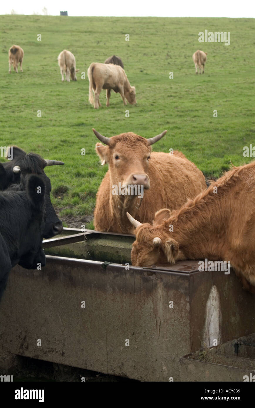 cows drinking water Stock Photo - Alamy
