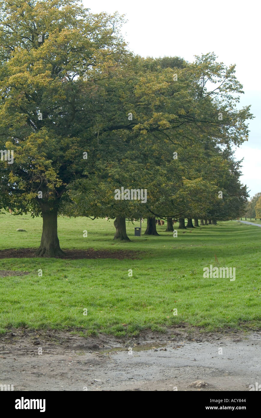 trees in green field parkland beverley Stock Photo - Alamy