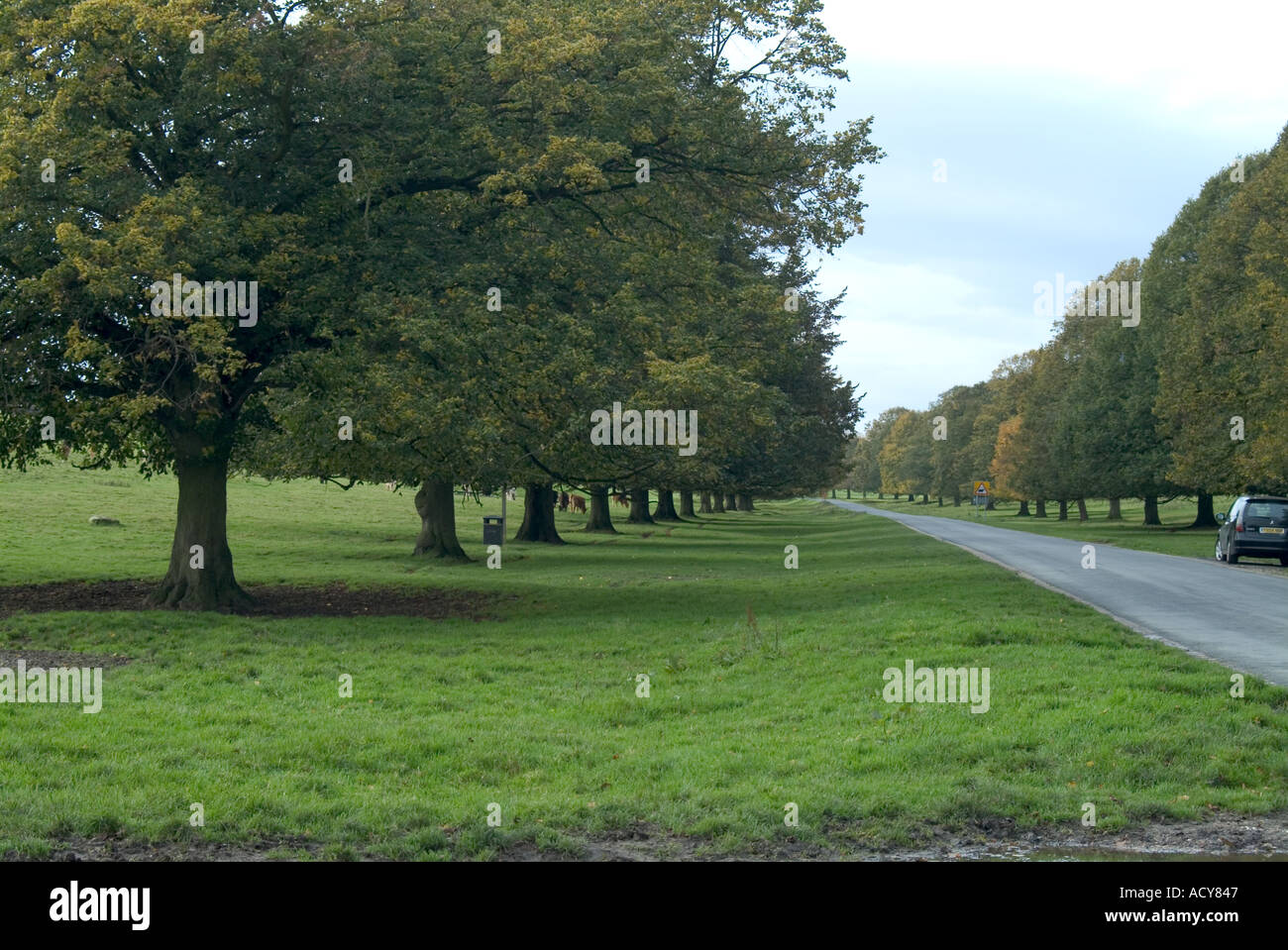trees in green field parkland beverley Stock Photo - Alamy