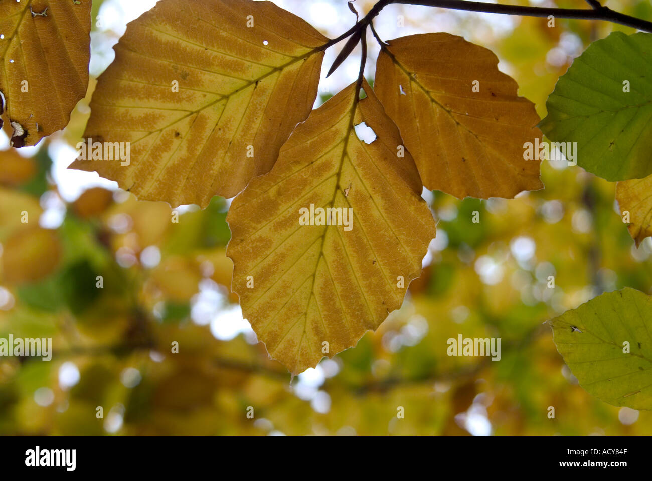 British artist graphic artist hi-res stock photography and images - Alamy