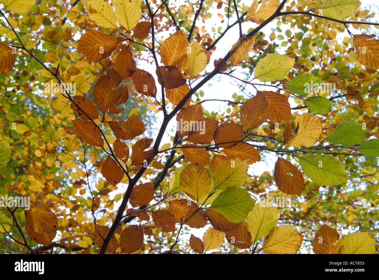 British trees hi-res stock photography and images - Alamy