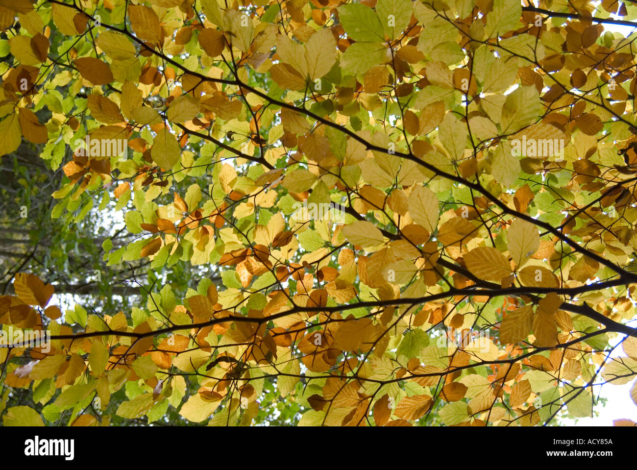 Golden leaf art hi-res stock photography and images - Alamy