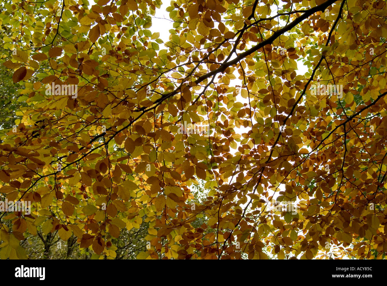 British trees leaf hi-res stock photography and images - Alamy