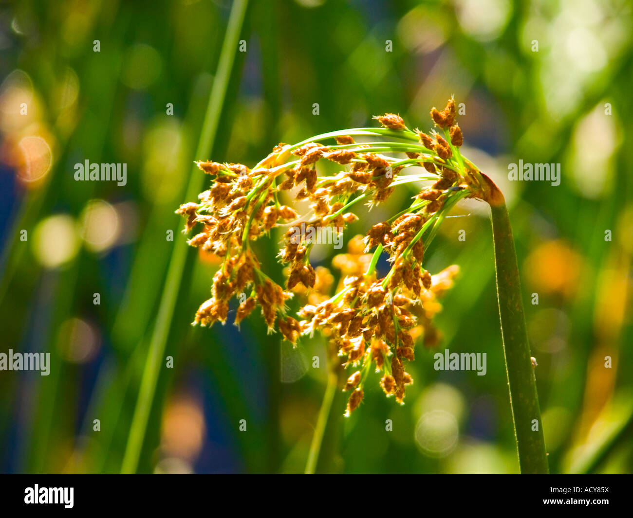 Tallman hi-res stock photography and images - Alamy