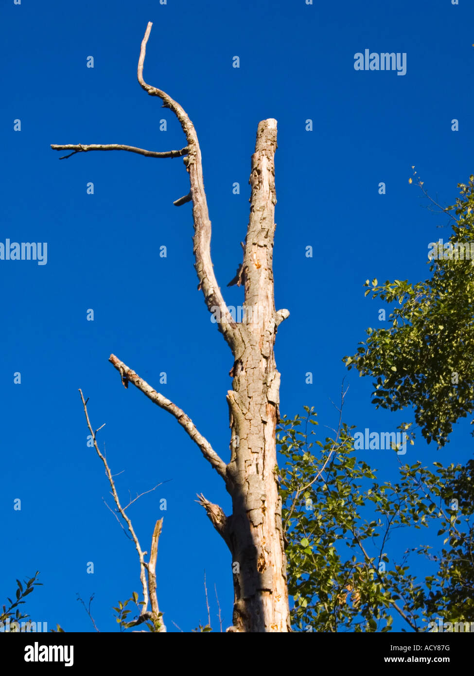 Bare Tree at Tallman Stock Photo - Alamy