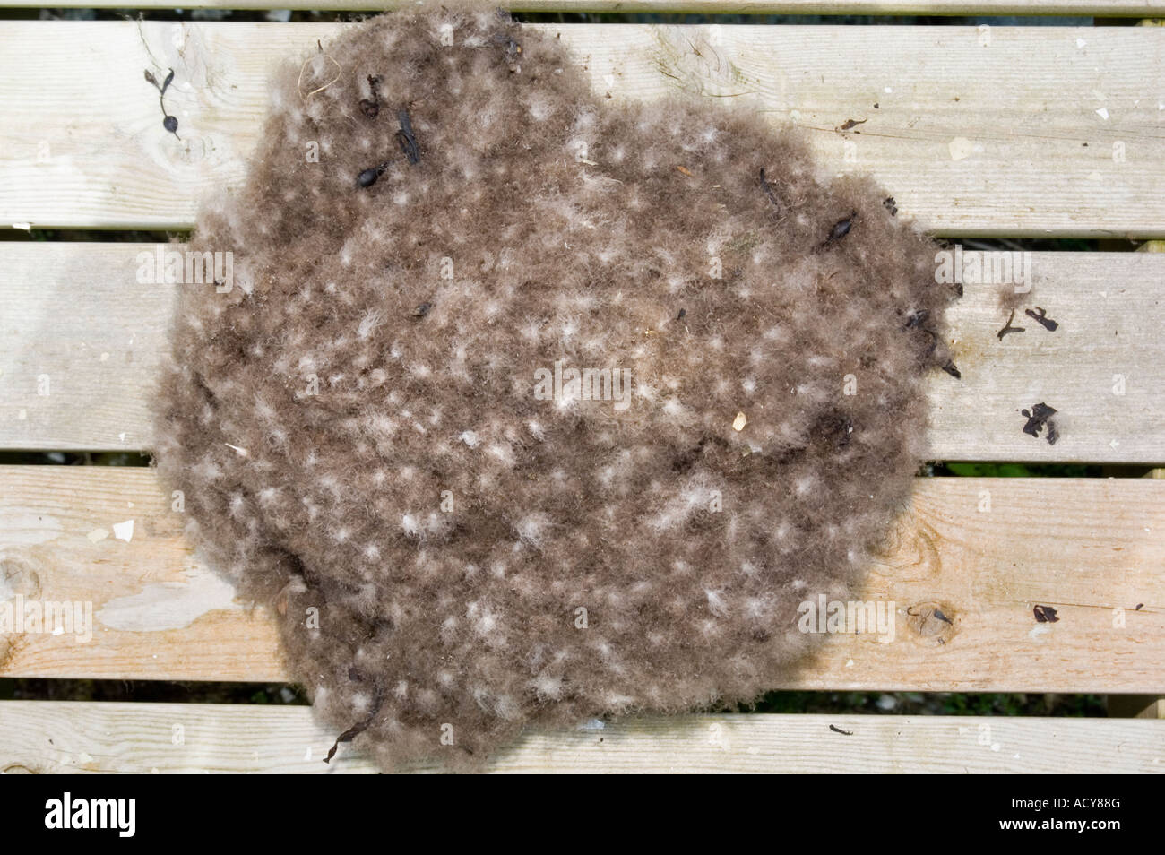 Eiderdown harvesting hi-res stock photography and images - Alamy