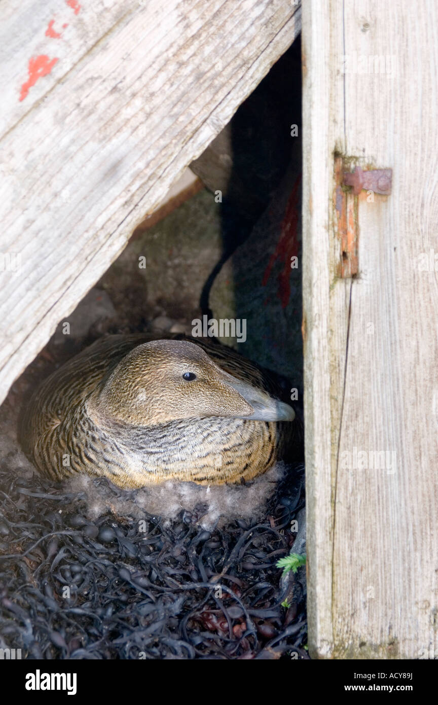 female eider duck in the nest Stock Photo - Alamy