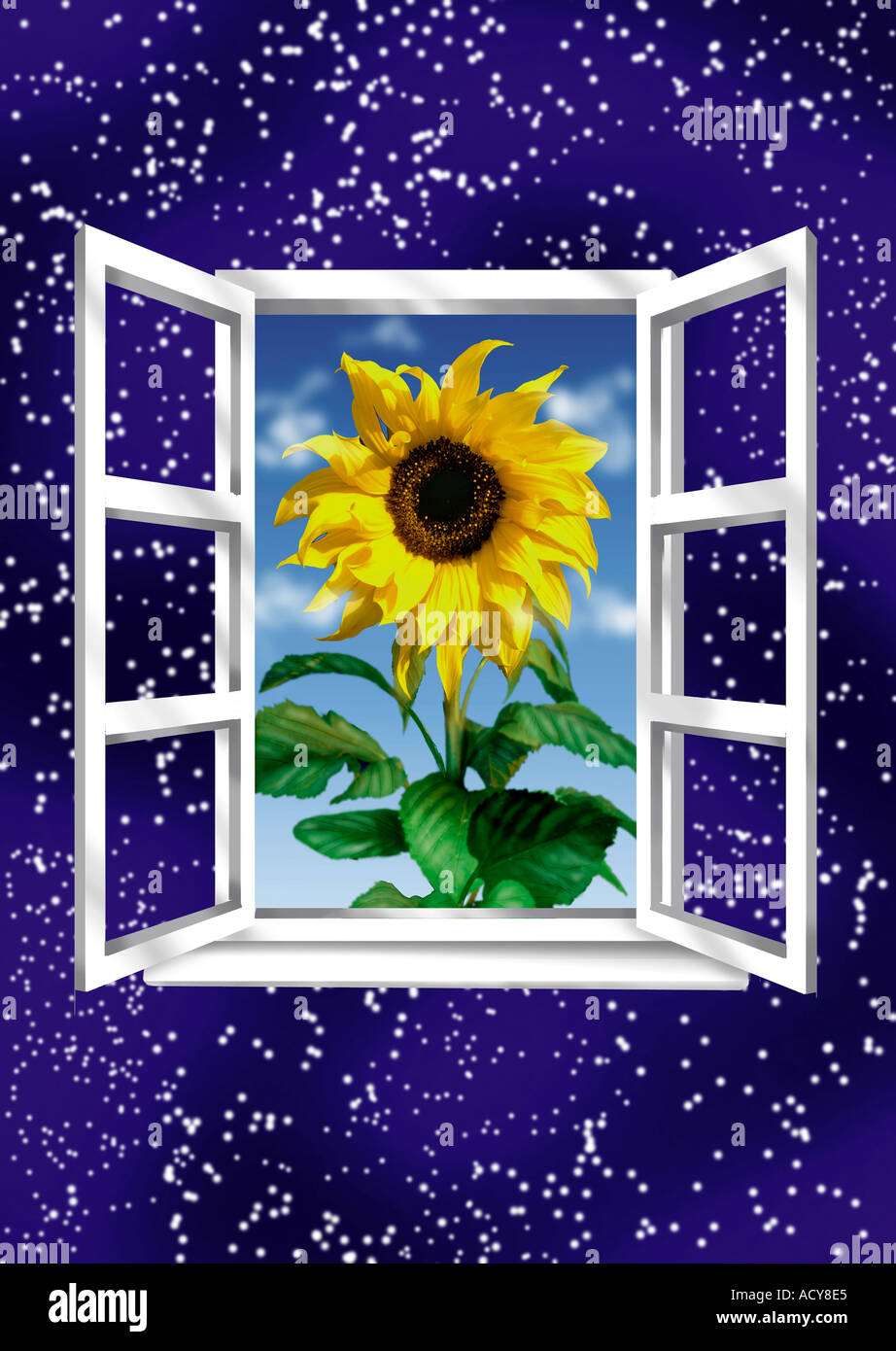 single sunflower in white window frame in space Stock Photo - Alamy