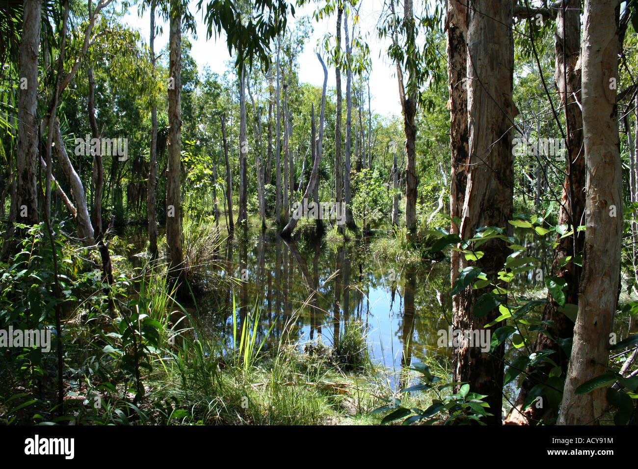 Bathurst Island, Northern Territory High Resolution Stock Photography ...