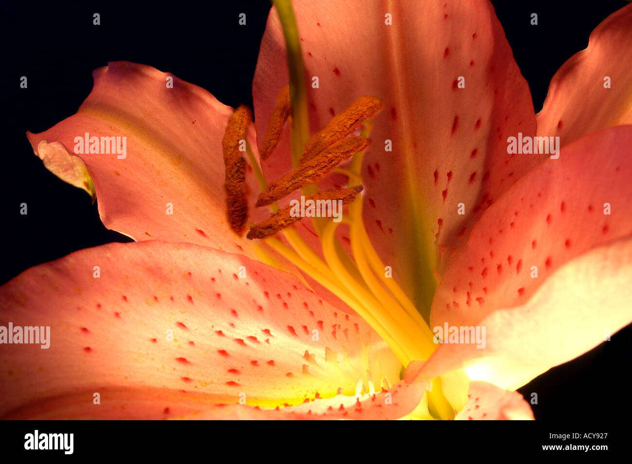pink lilly against black background abstract detail Stock Photo - Alamy