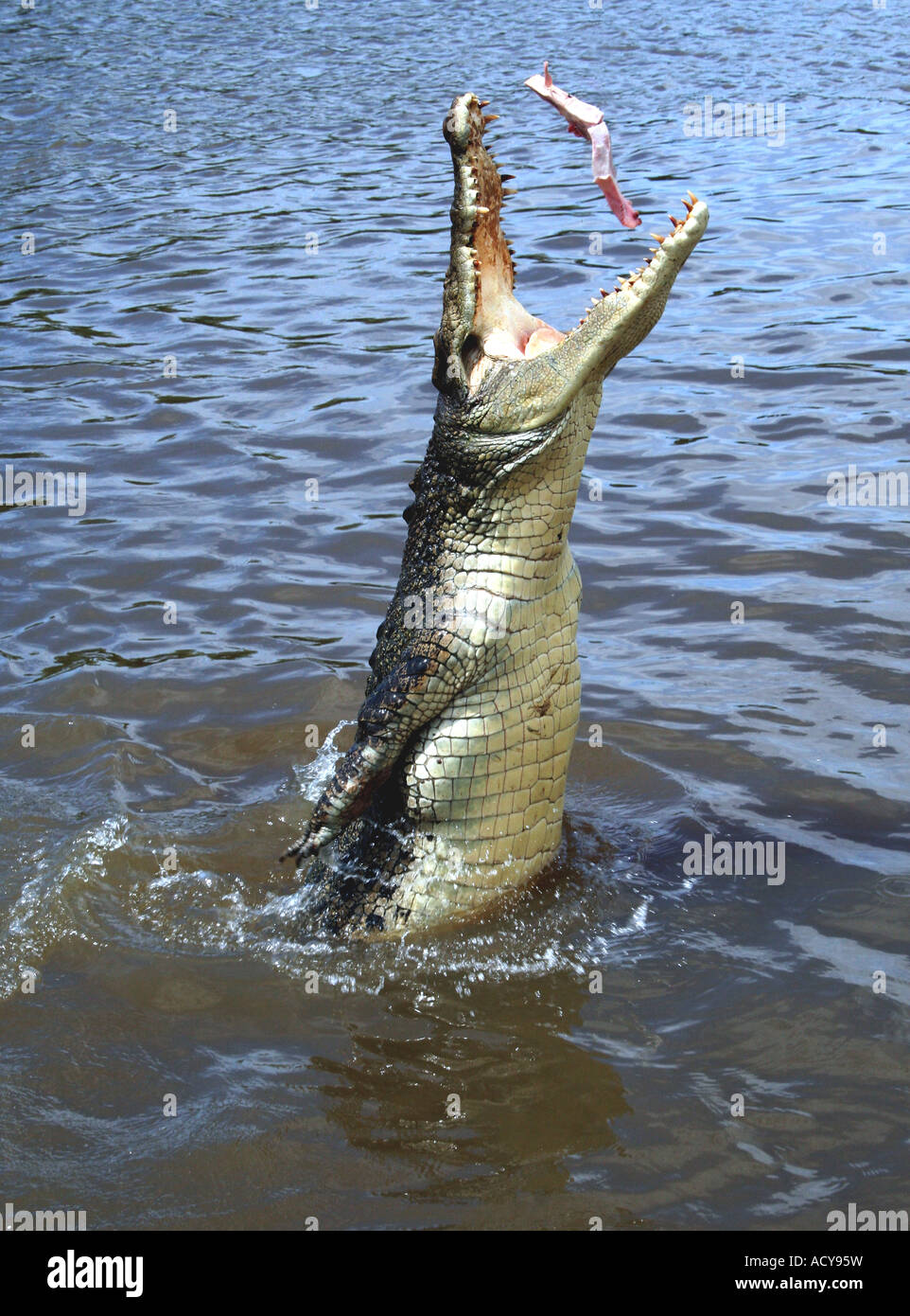 Leaping crocodile no 2 Stock Photo - Alamy