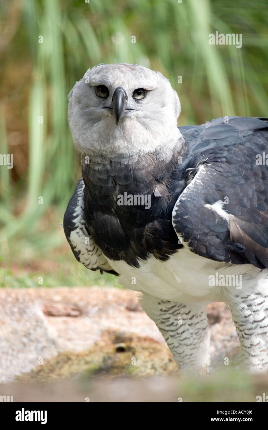 Harpy Eagle, Eagle, rainforest's eagle Stock Photo - Alamy