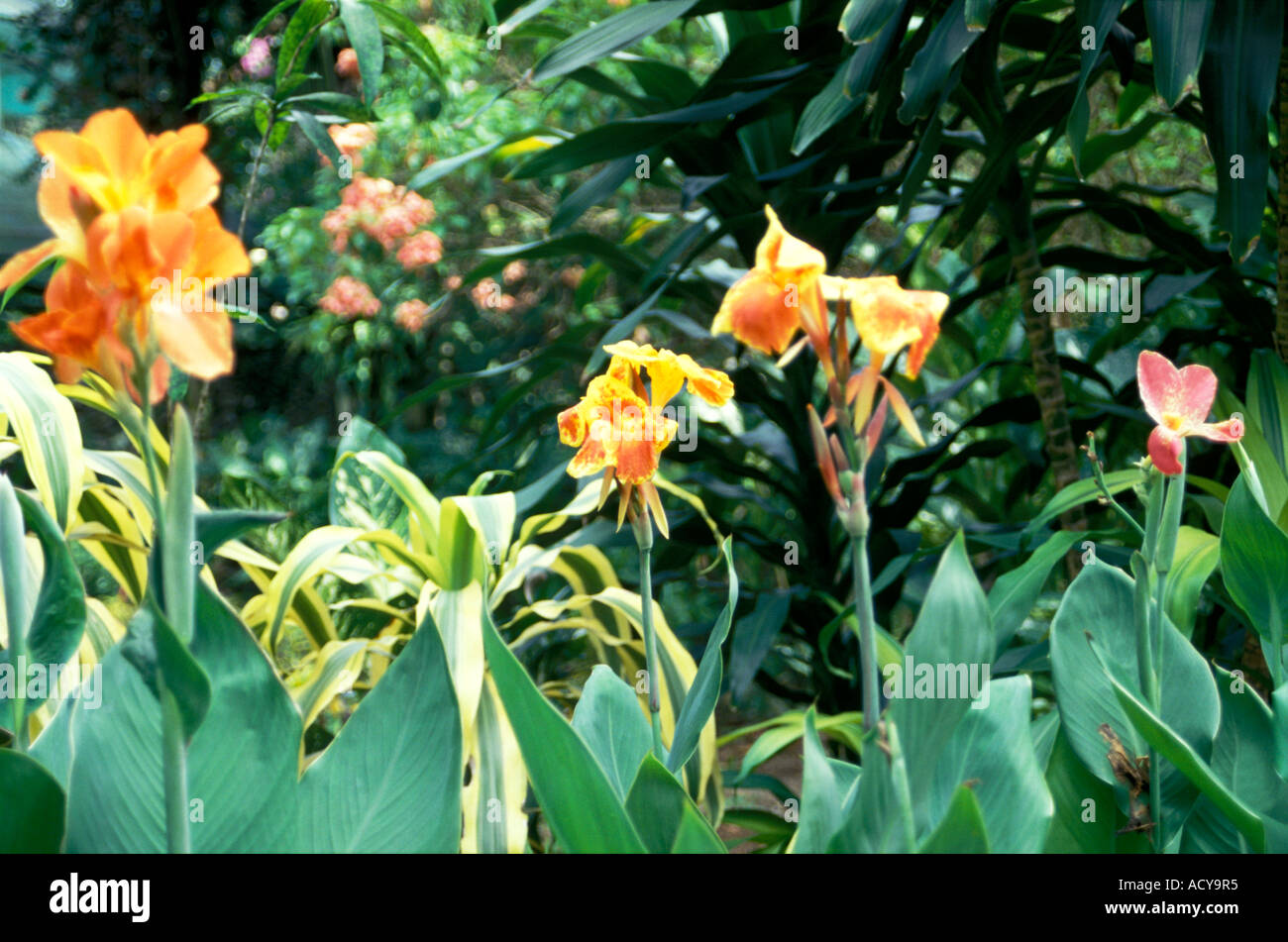 Field canna flowers hi-res stock photography and images - Alamy